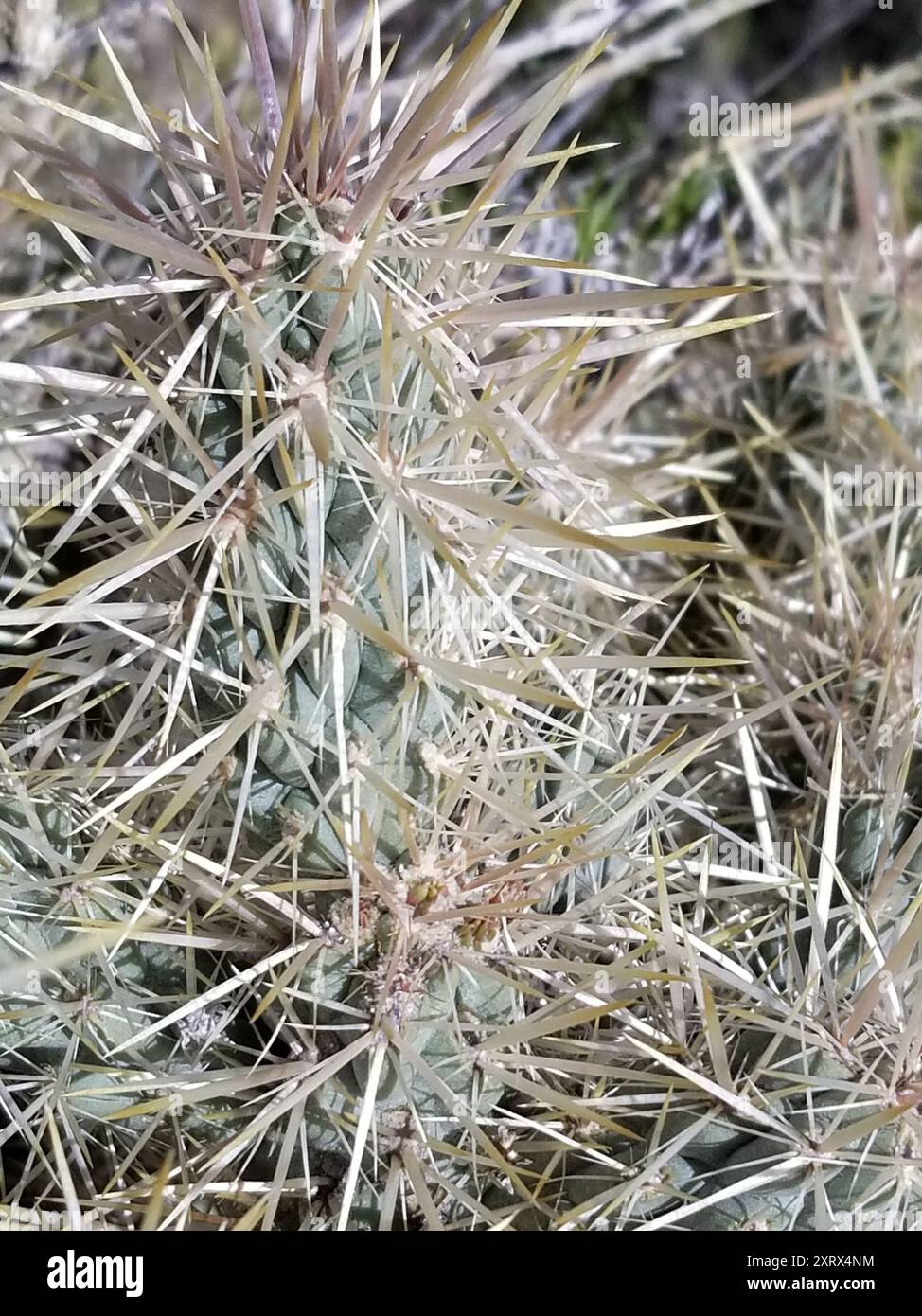 Silver Cholla (Cylindropuntia echinocarpa) Plantae Stock Photo - Alamy
