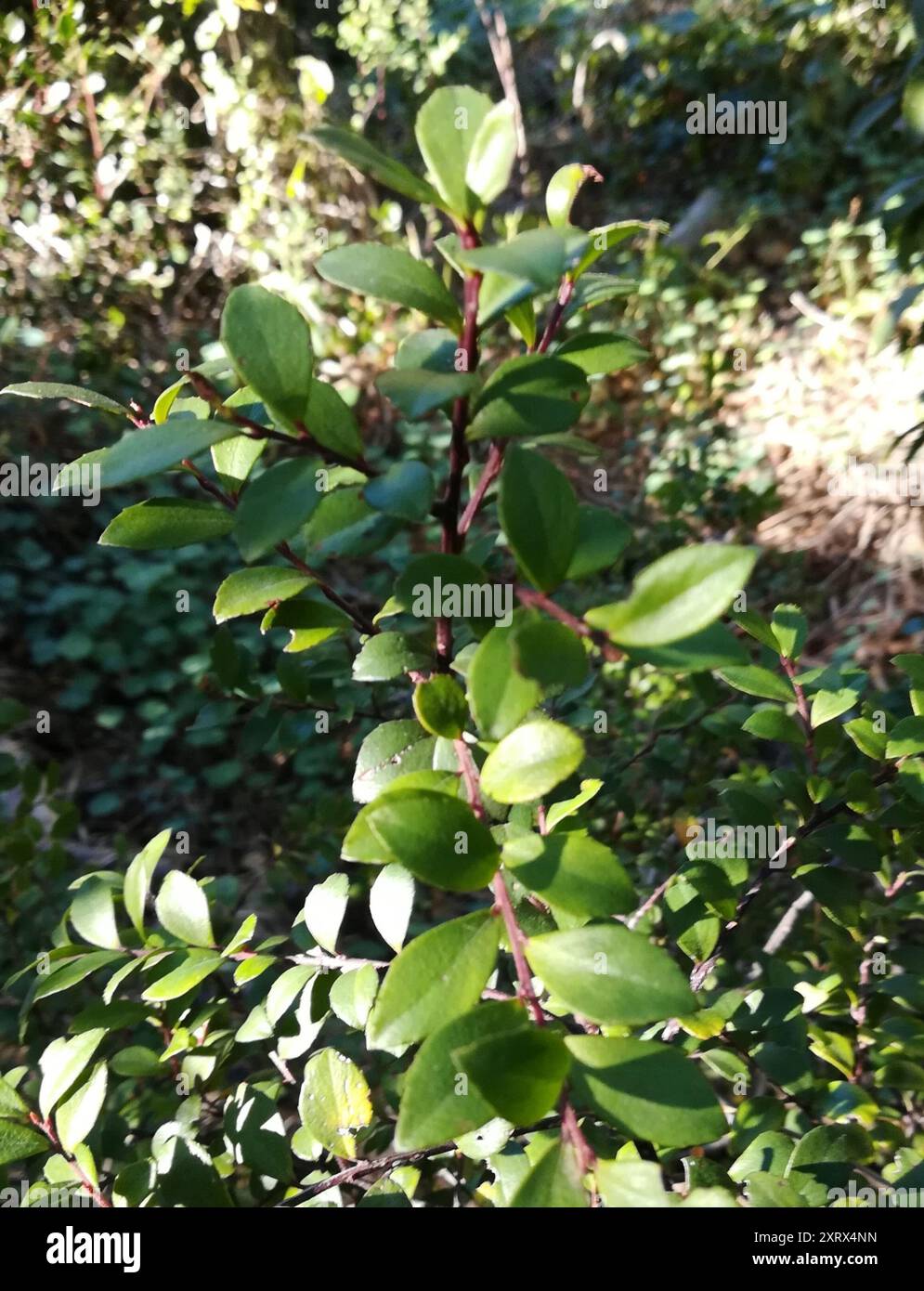 African Boxwood (Myrsine africana) Plantae Stock Photo - Alamy
