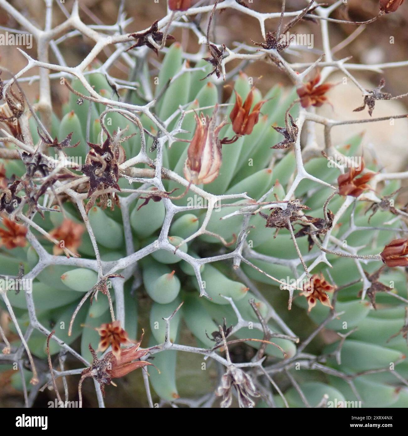 Common Oukoe Butterbush (Tylecodon reticulatus reticulatus) Plantae ...
