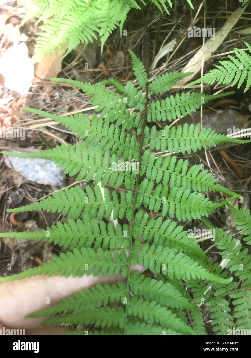 southern lady fern (Athyrium asplenioides) Plantae Stock Photo - Alamy