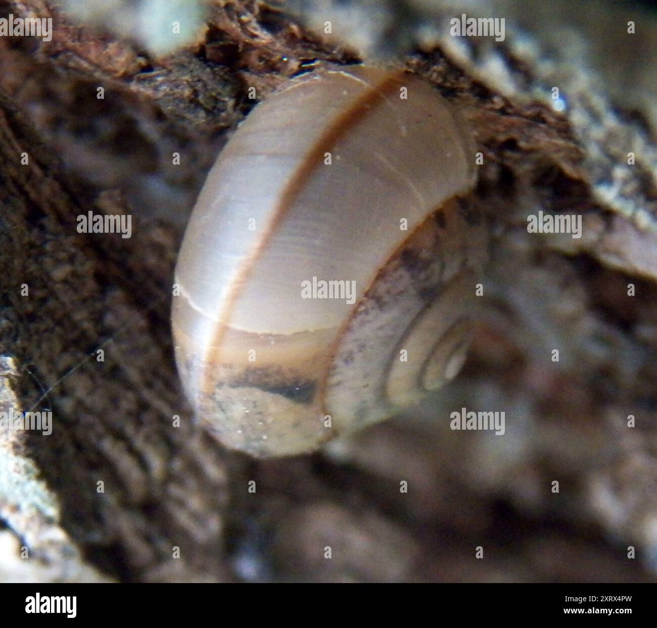 Asian Tramp Snail (Bradybaena similaris) Mollusca Stock Photo - Alamy