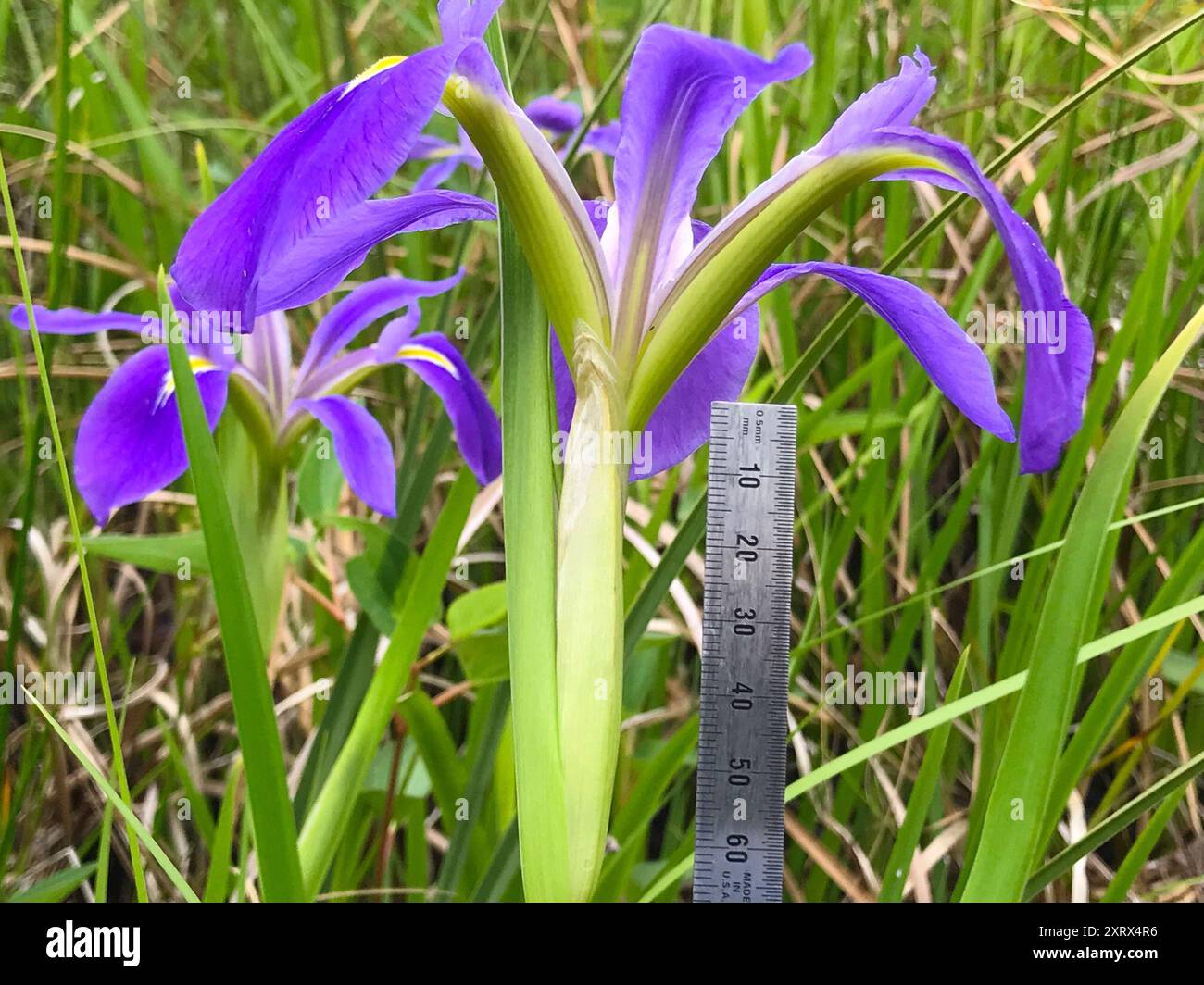 Prairie Iris (Iris hexagona) Plantae Stock Photo - Alamy