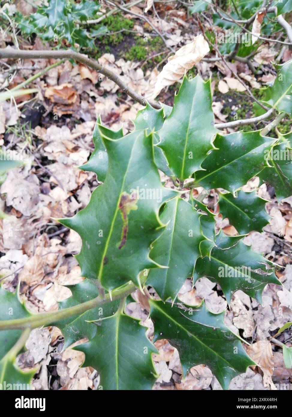 European Holly Leafminer (Phytomyza ilicis) Insecta Stock Photo - Alamy