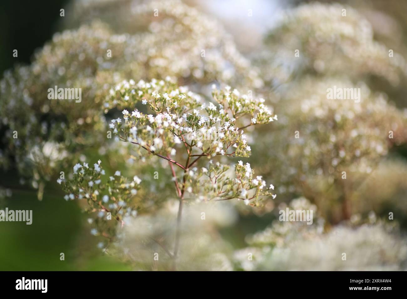 Valerian (Valeriana officinalis, Caprifoliaceae) is a medical perennial ...