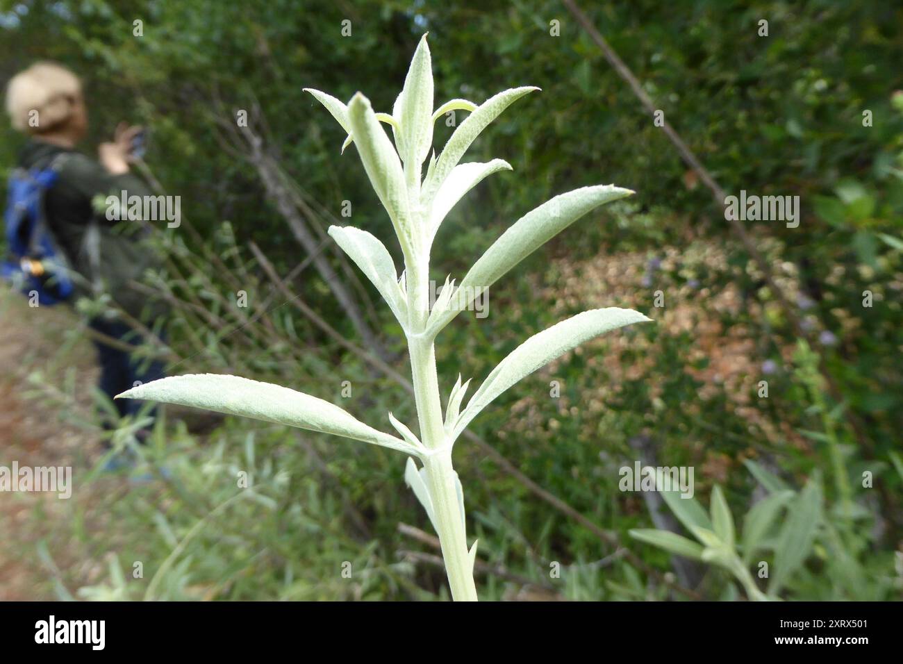white sage (Salvia apiana) Plantae Stock Photo - Alamy