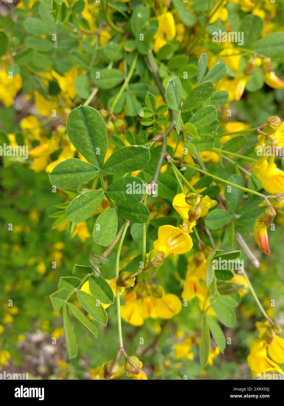 Scorpion Senna (Hippocrepis emerus) Plantae Stock Photo - Alamy