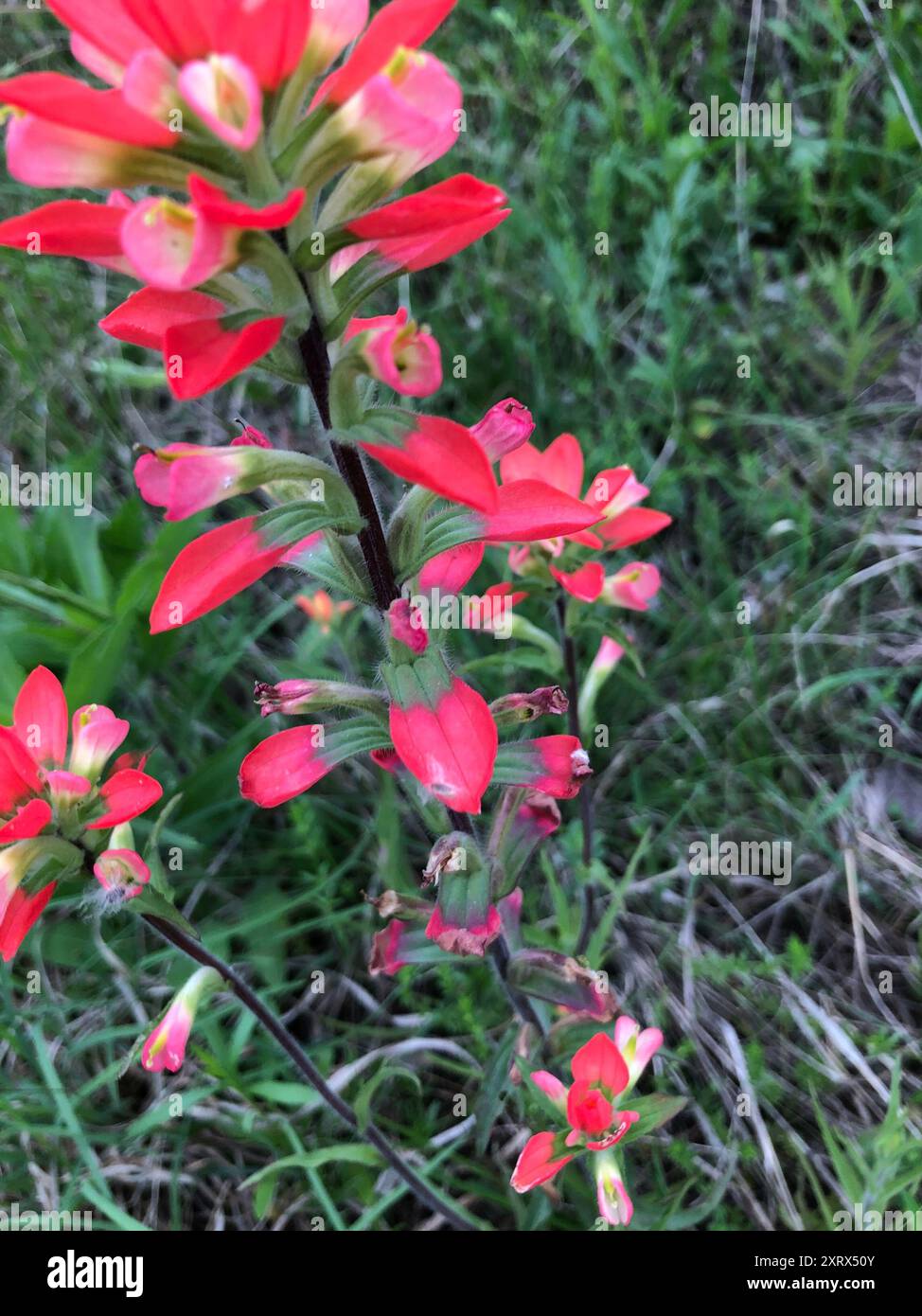 Texas Paintbrush (Castilleja indivisa) Plantae Stock Photo - Alamy