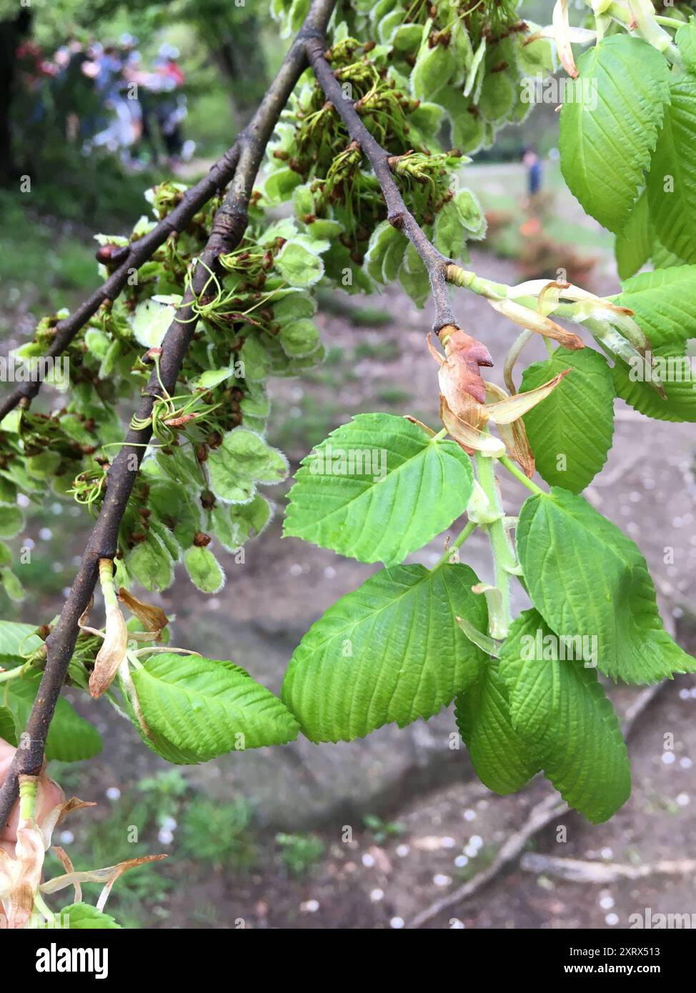 American elm (Ulmus americana) Plantae Stock Photo - Alamy