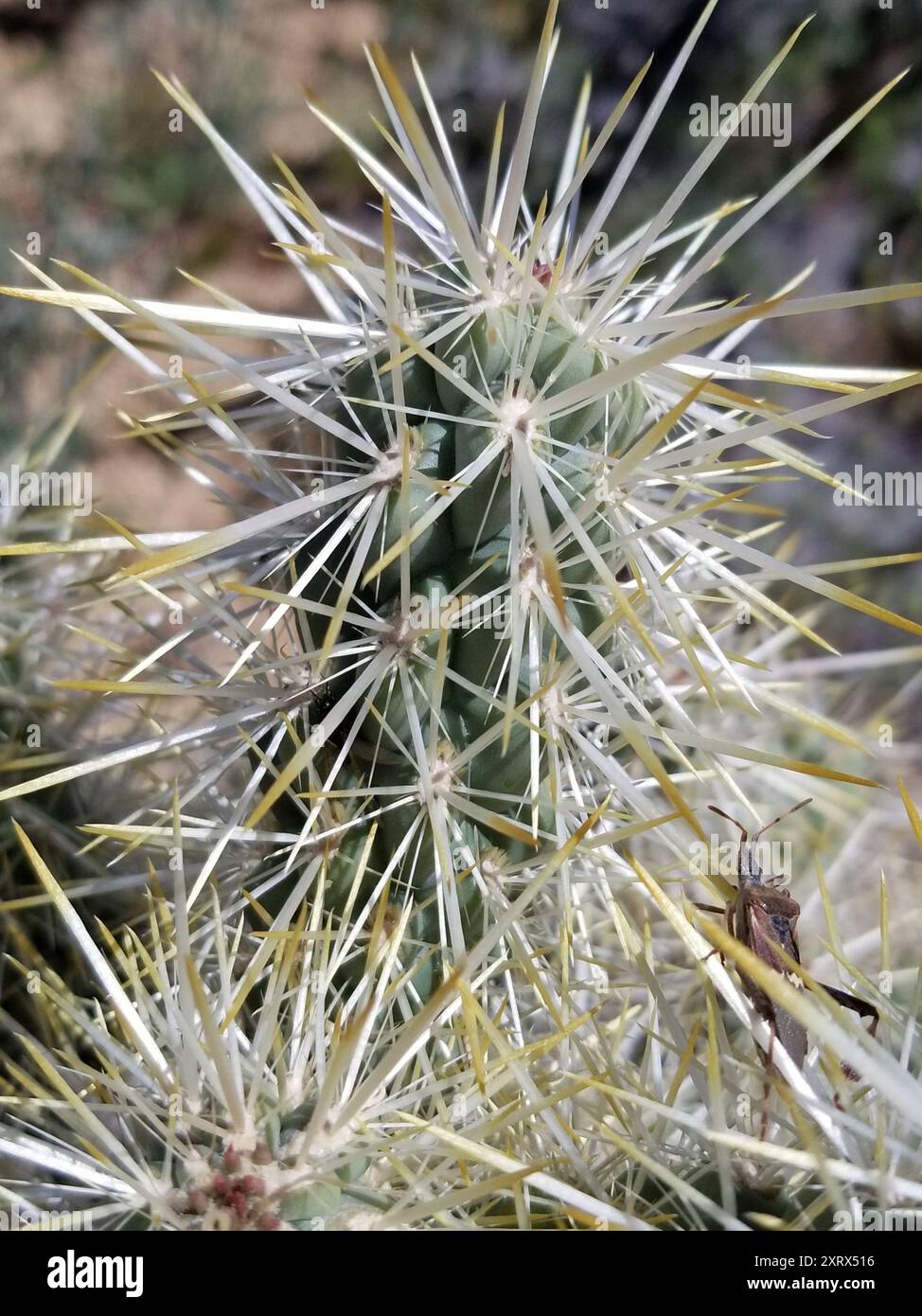 Silver Cholla (Cylindropuntia echinocarpa) Plantae Stock Photo - Alamy