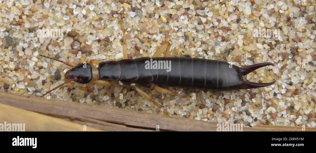Maritime Earwig (Anisolabis maritima) Insecta Stock Photo - Alamy