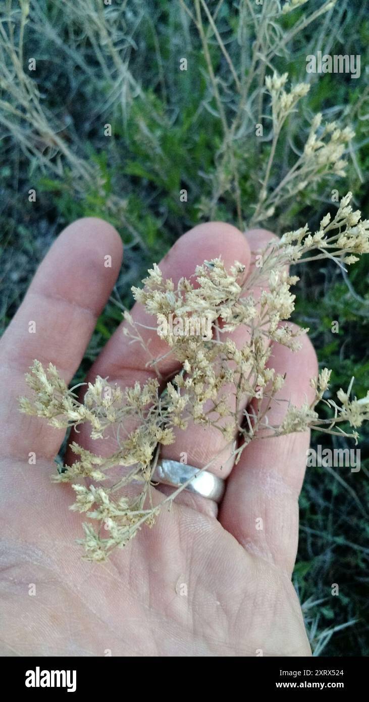 Broom Snakeweed (Gutierrezia sarothrae) Plantae Stock Photo - Alamy