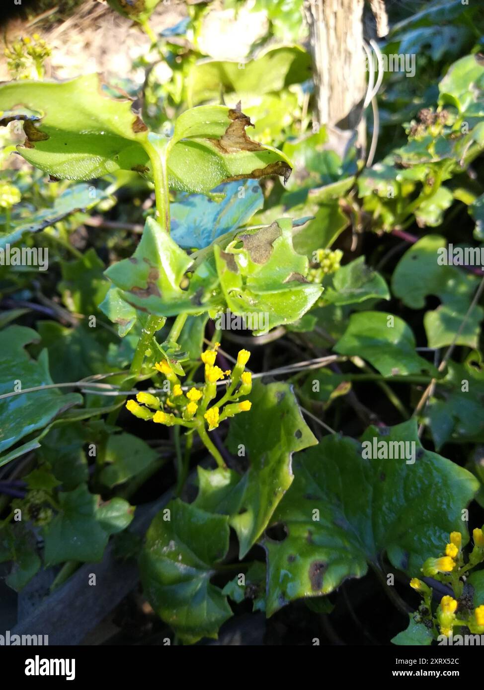 Canary creeper (Senecio tamoides) Plantae Stock Photo - Alamy