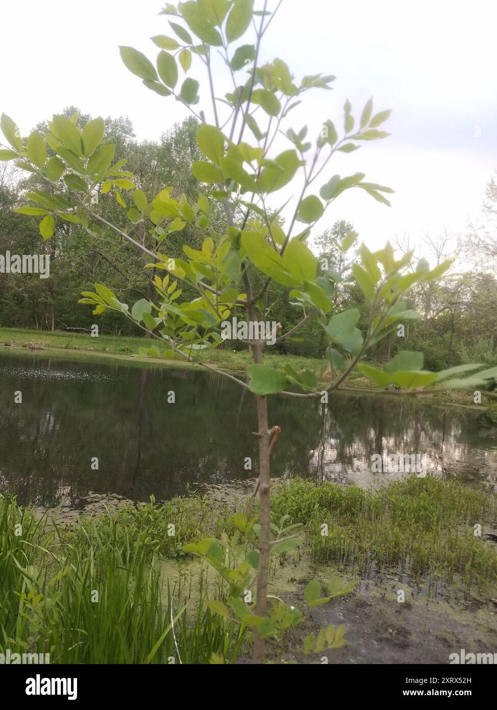 ashes (Fraxinus) Plantae Stock Photo - Alamy