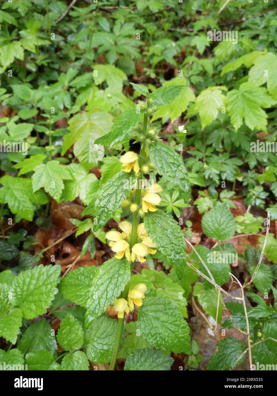yellow archangel (Lamium galeobdolon) Plantae Stock Photo - Alamy
