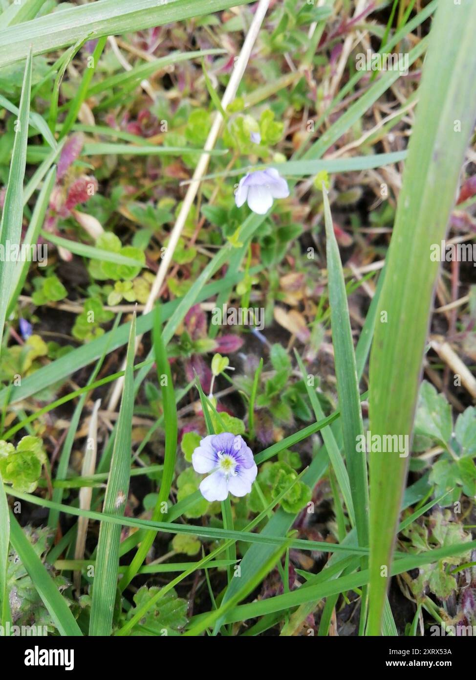 Slender speedwell (Veronica filiformis) Plantae Stock Photo - Alamy