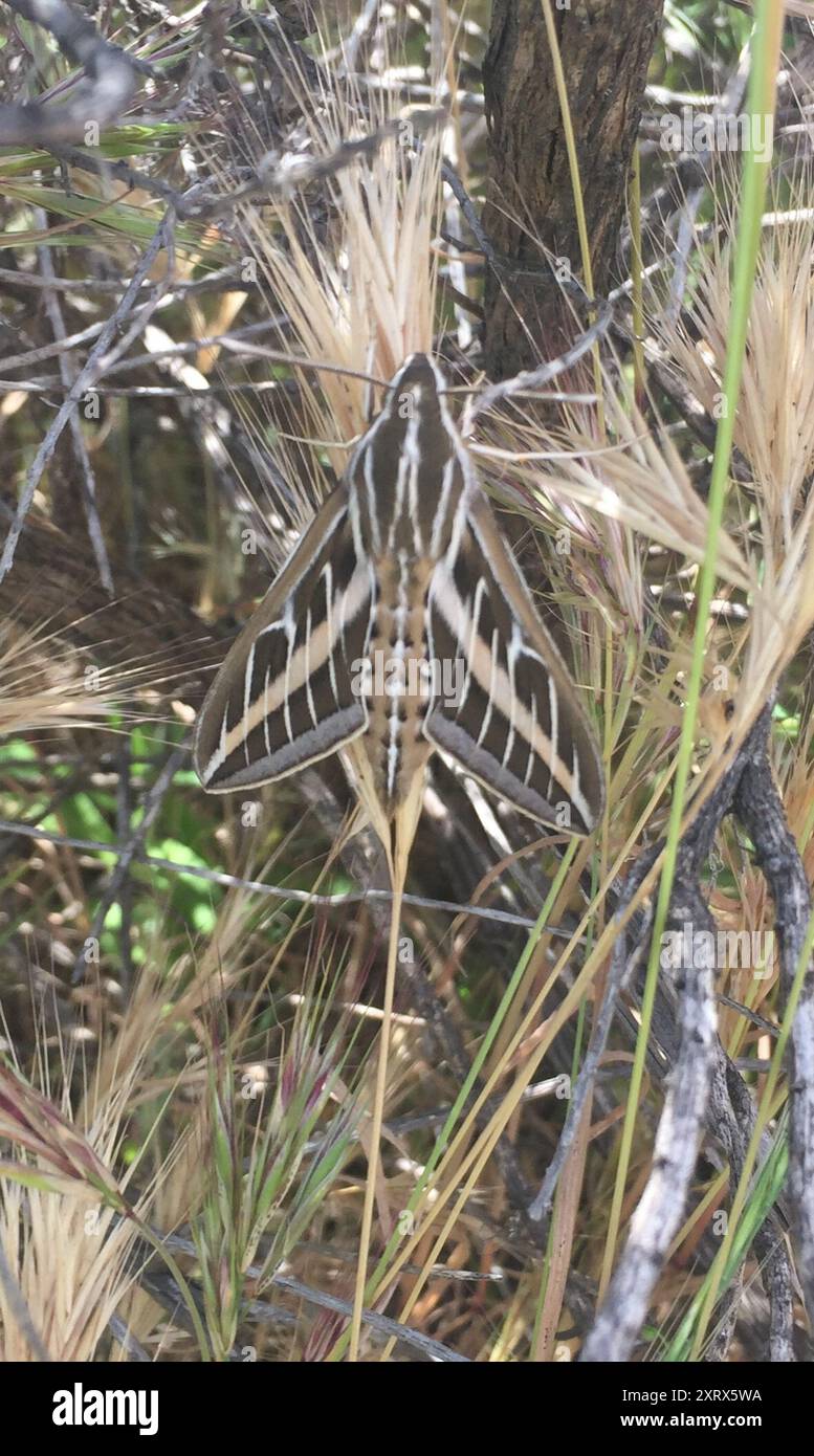 White-lined Sphinx (Hyles lineata) Insecta Stock Photo - Alamy