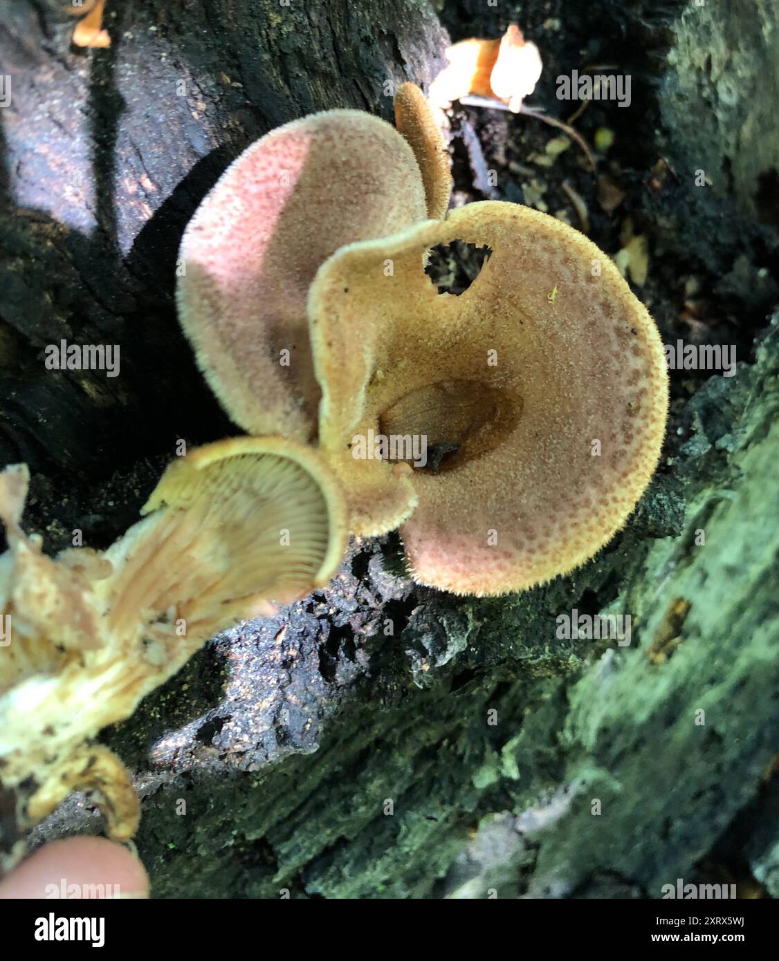 Hairy Oyster Mushroom (Panus lecomtei) Fungi Stock Photo - Alamy