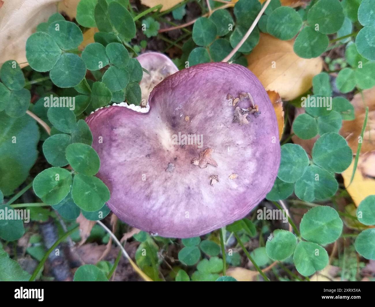 Purple Swamp Brittlegill (Russula nitida) Fungi Stock Photo - Alamy