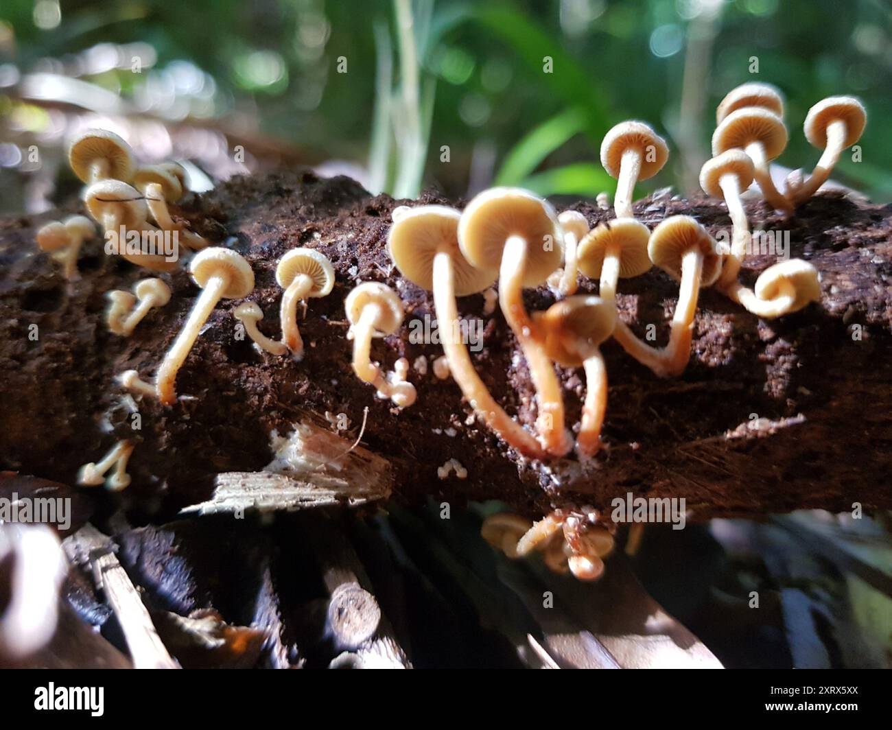 Hypholoma acutum hi-res stock photography and images - Alamy