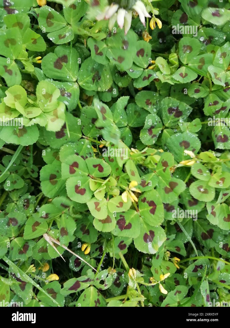 Spotted medick (Medicago arabica) Plantae Stock Photo - Alamy