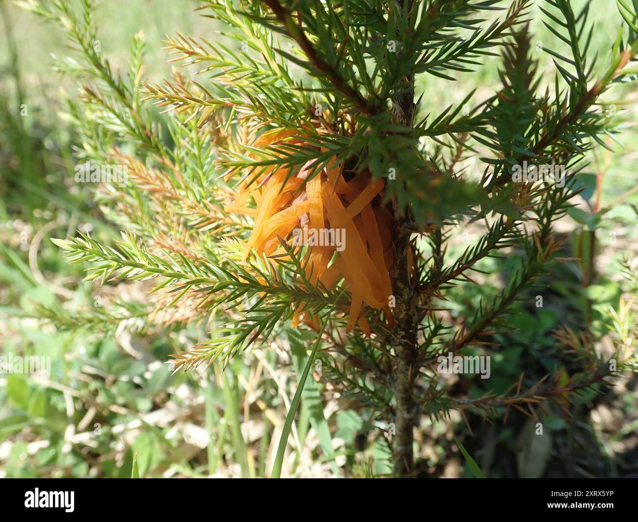 juniper-apple rust (Gymnosporangium juniperi-virginianae) Fungi Stock ...