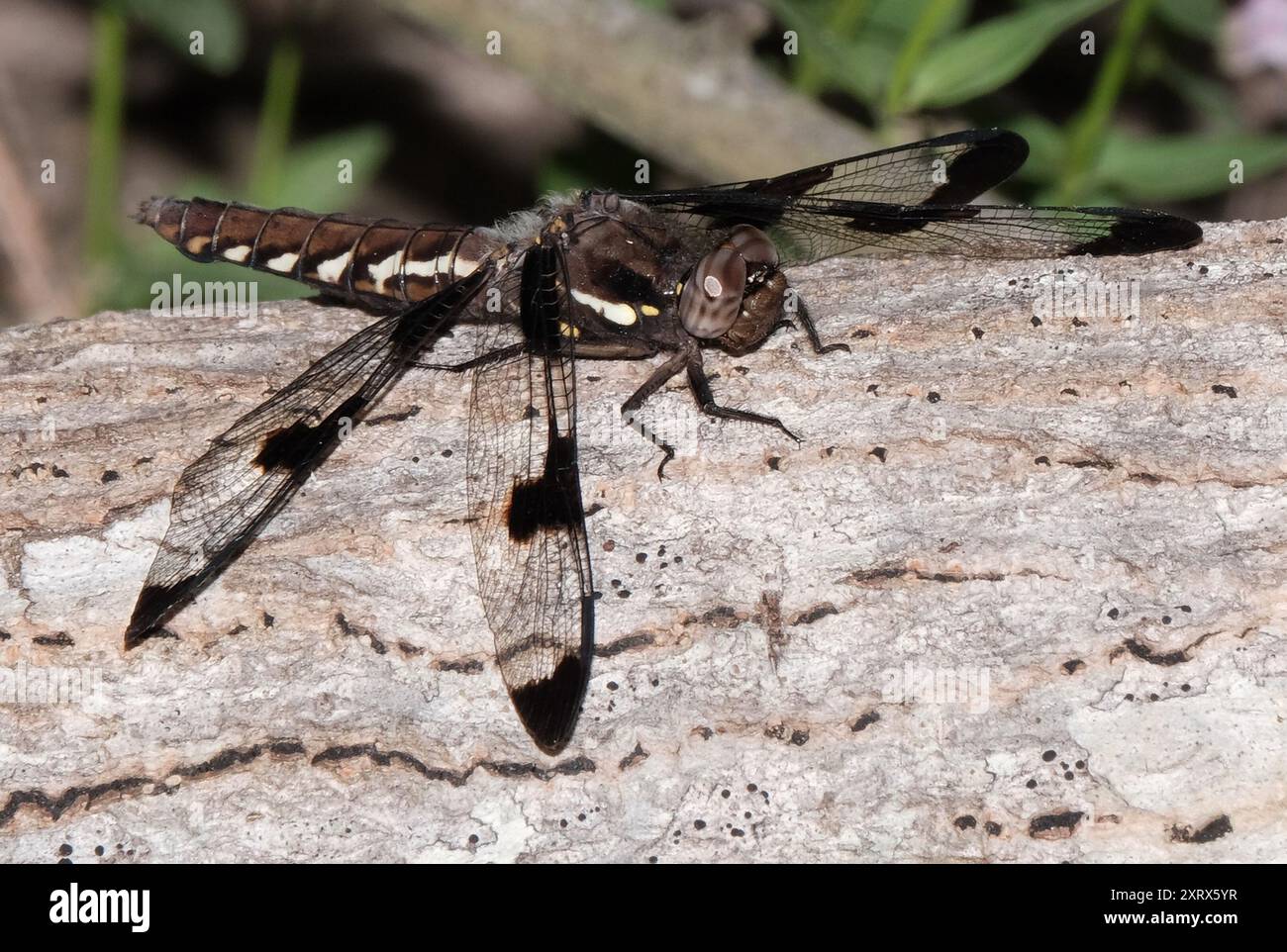 Common Whitetail (Plathemis lydia) Insecta Stock Photo - Alamy
