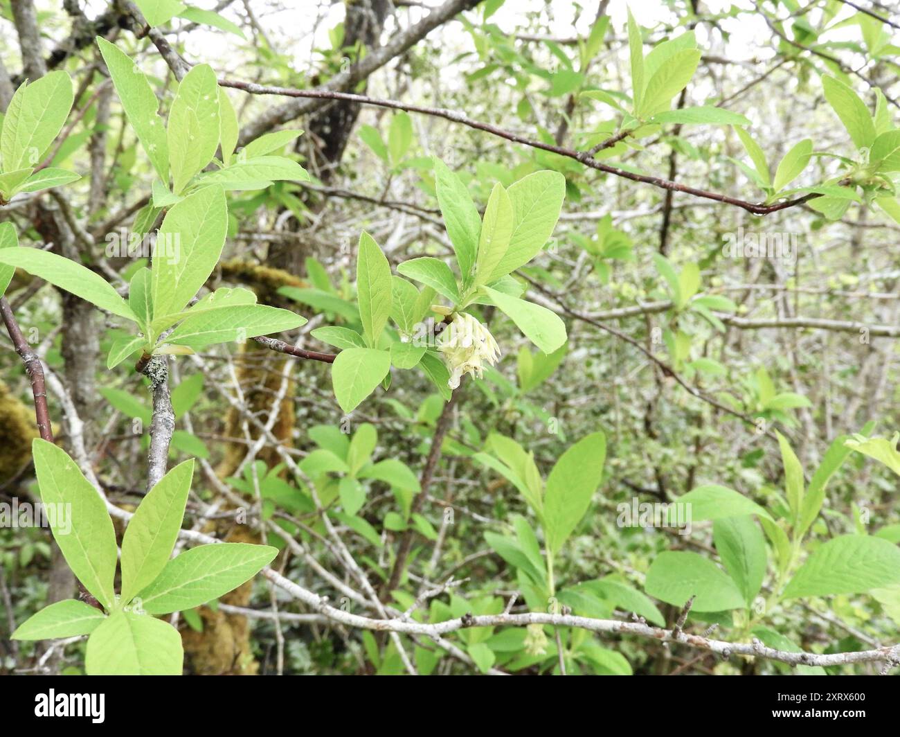 Osoberry (Oemleria cerasiformis) Plantae Stock Photo - Alamy