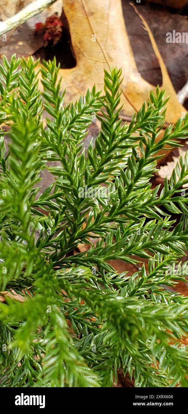 flat-branched tree-clubmoss (Dendrolycopodium obscurum) Plantae Stock ...