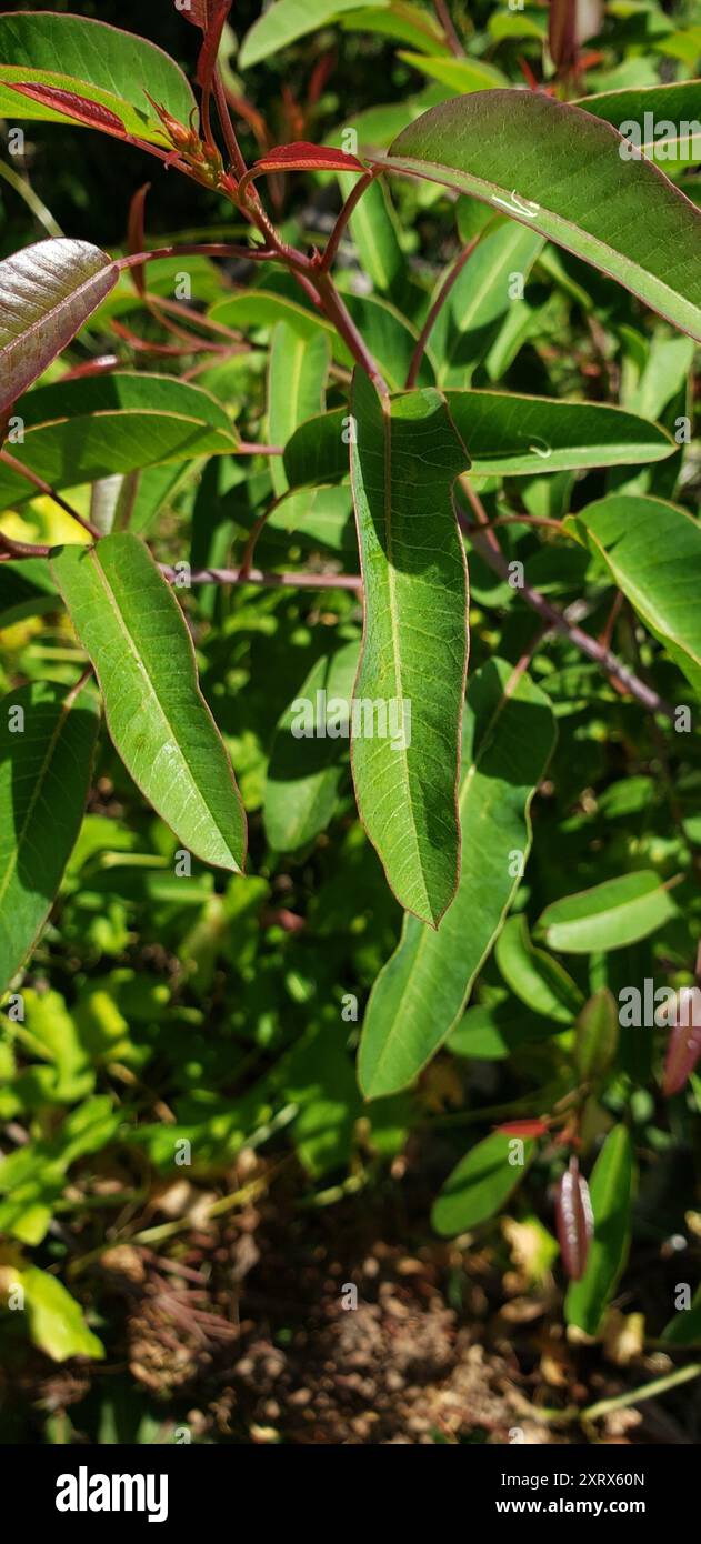 laurel sumac (Malosma laurina) Plantae Stock Photo - Alamy