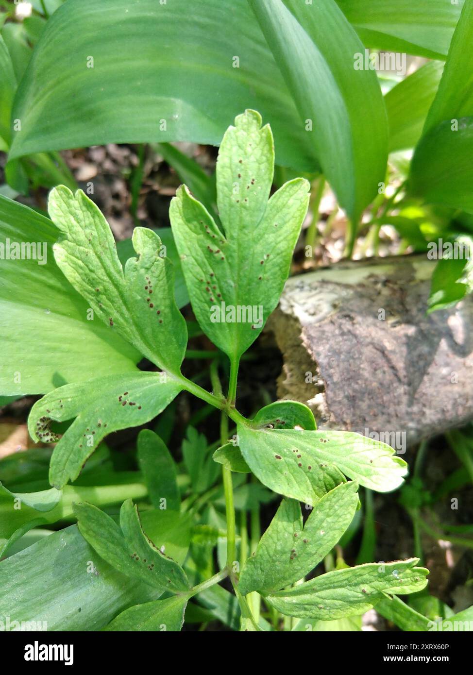 Wood anemone rust fungus (Tranzschelia anemones) Fungi Stock Photo - Alamy