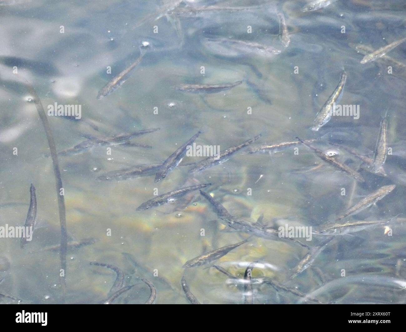Threespine Stickleback (Gasterosteus aculeatus) Actinopterygii Stock ...