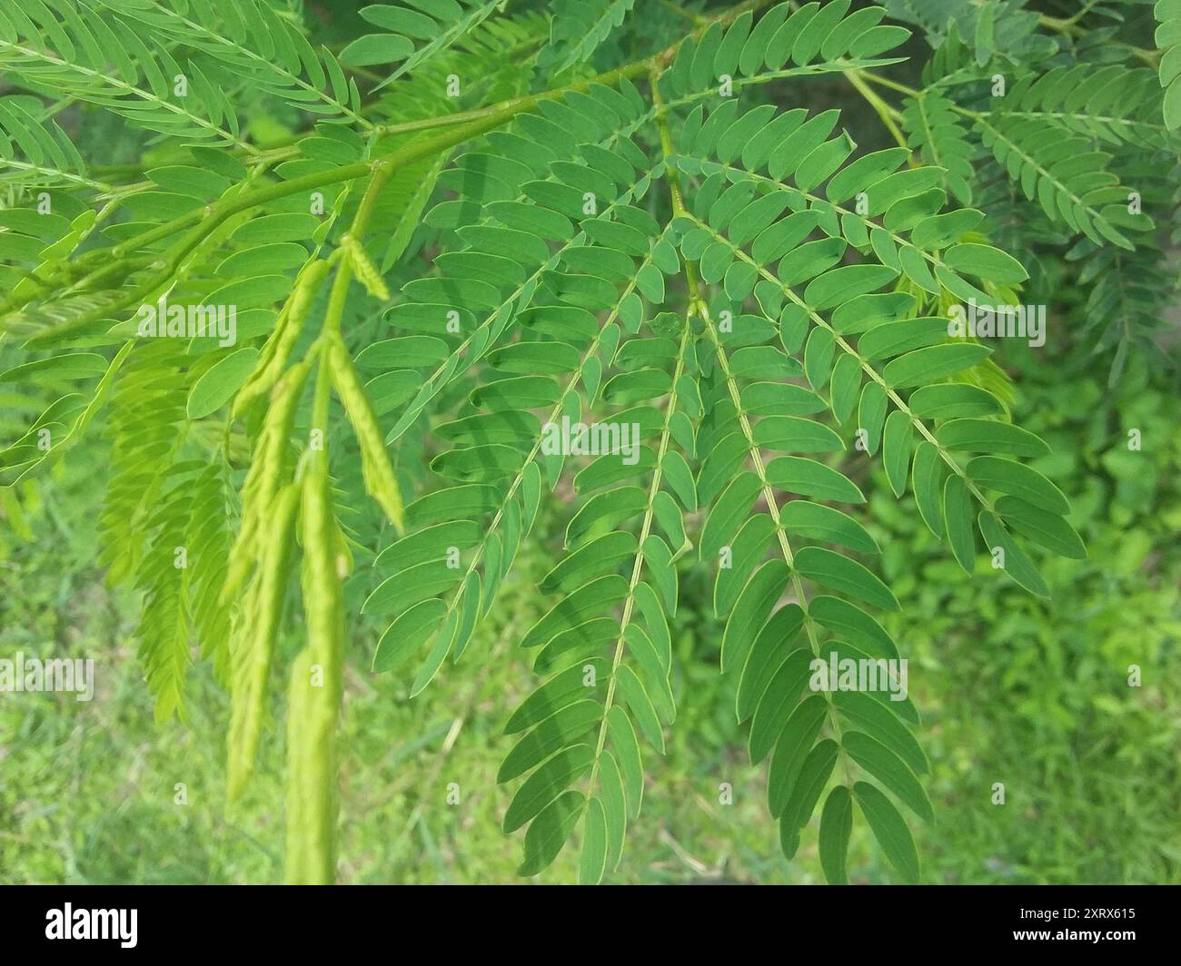 White leadtree (Leucaena leucocephala) Plantae Stock Photo - Alamy
