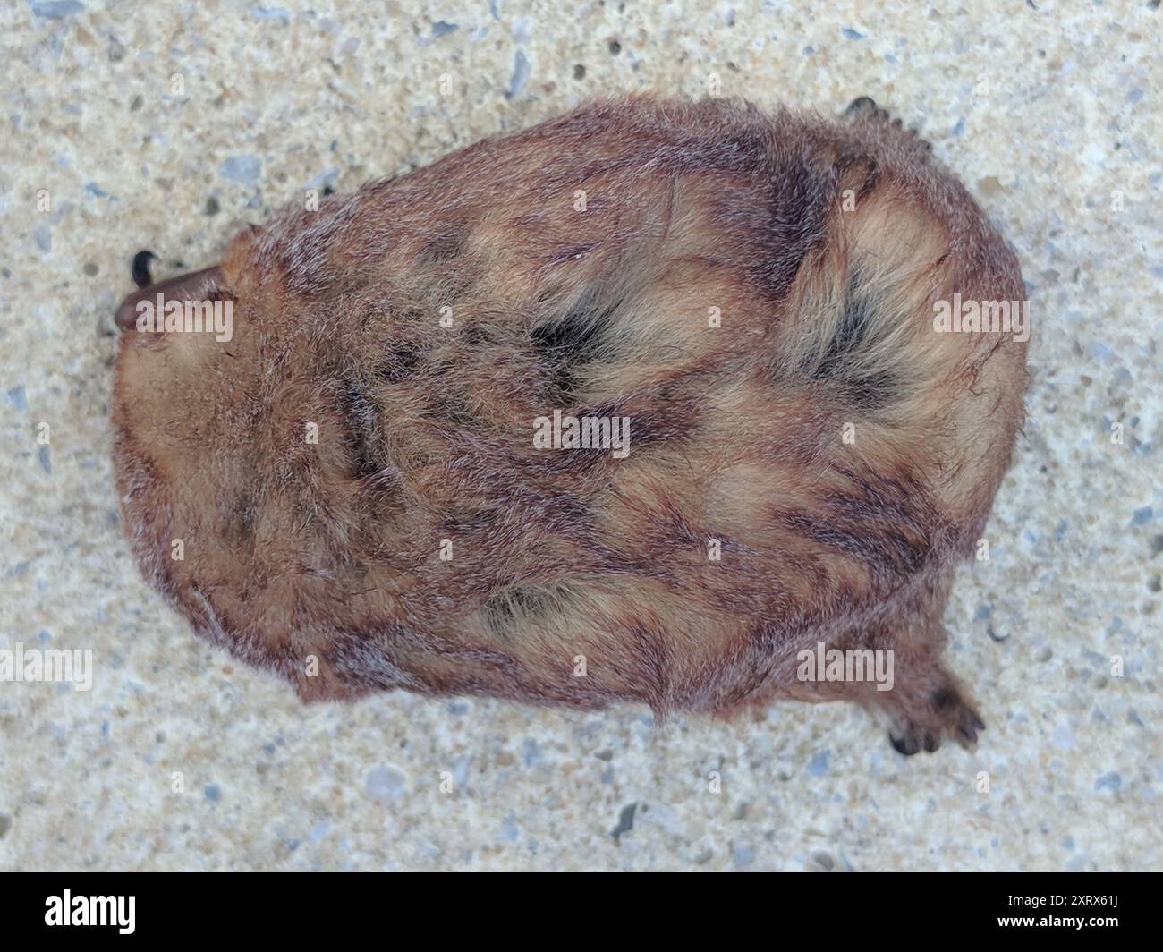 Eastern Red Bat (Lasiurus borealis) Mammalia Stock Photo - Alamy