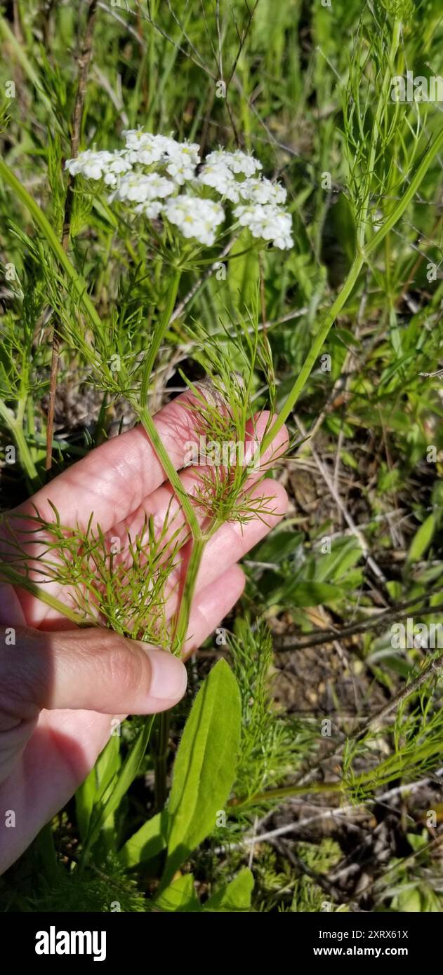prairie bishop (Bifora americana) Plantae Stock Photo - Alamy