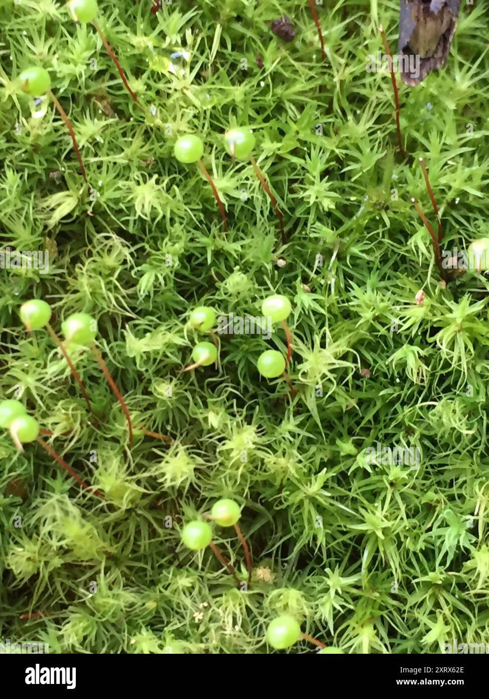 Common Apple-moss (Bartramia pomiformis) Plantae Stock Photo - Alamy
