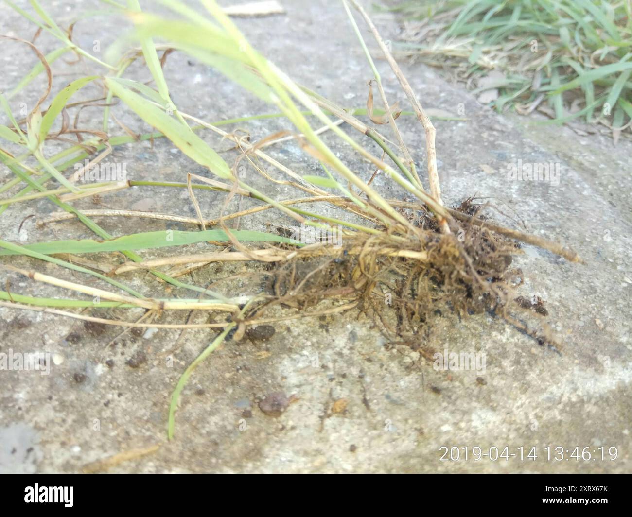 panic veldtgrass (Ehrharta erecta) Plantae Stock Photo - Alamy