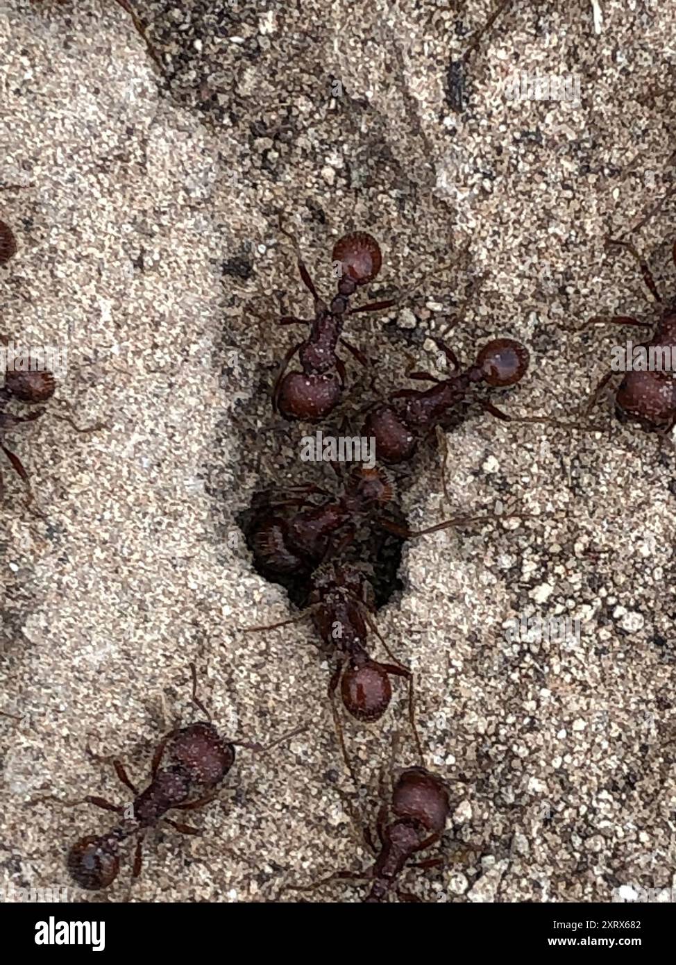 Typical American Harvester Ants (Pogonomyrmex) Insecta Stock Photo - Alamy