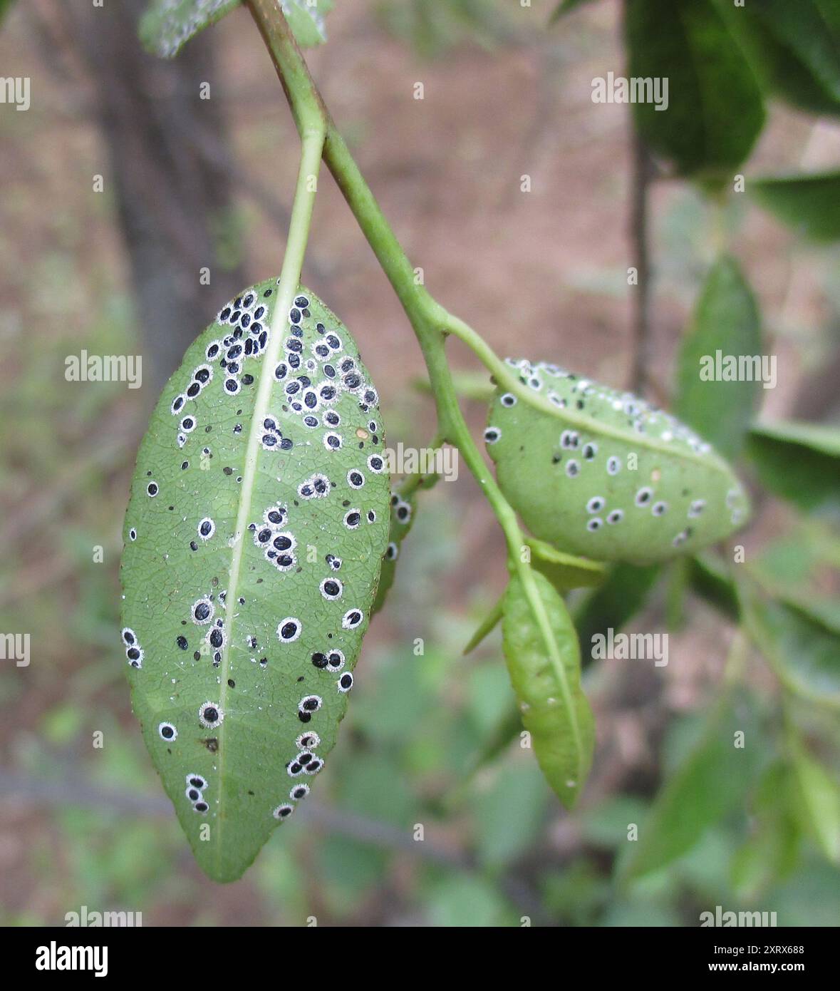 tamboti (Spirostachys africana) Plantae Stock Photo - Alamy