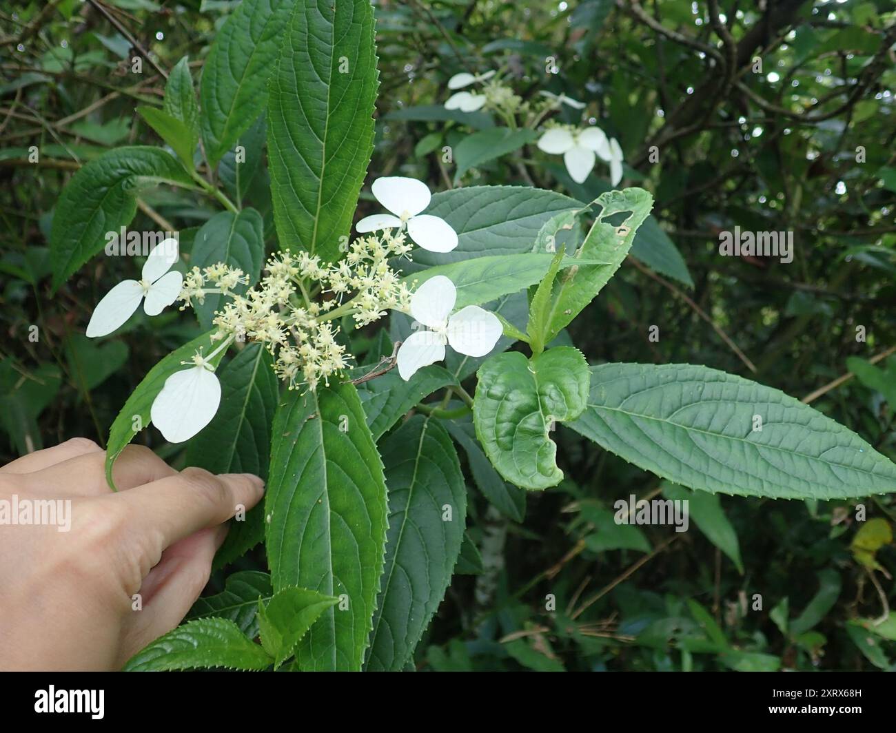 Chinese Hydrangea (Hydrangea chinensis) Plantae Stock Photo - Alamy