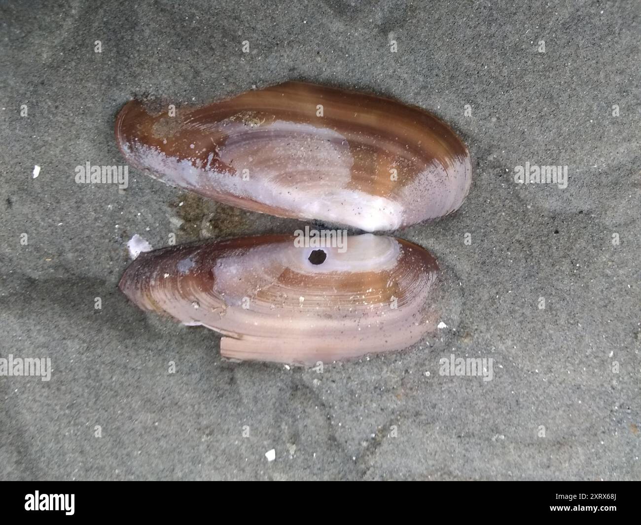 Atlantic Razor (Siliqua costata) Mollusca Stock Photo - Alamy