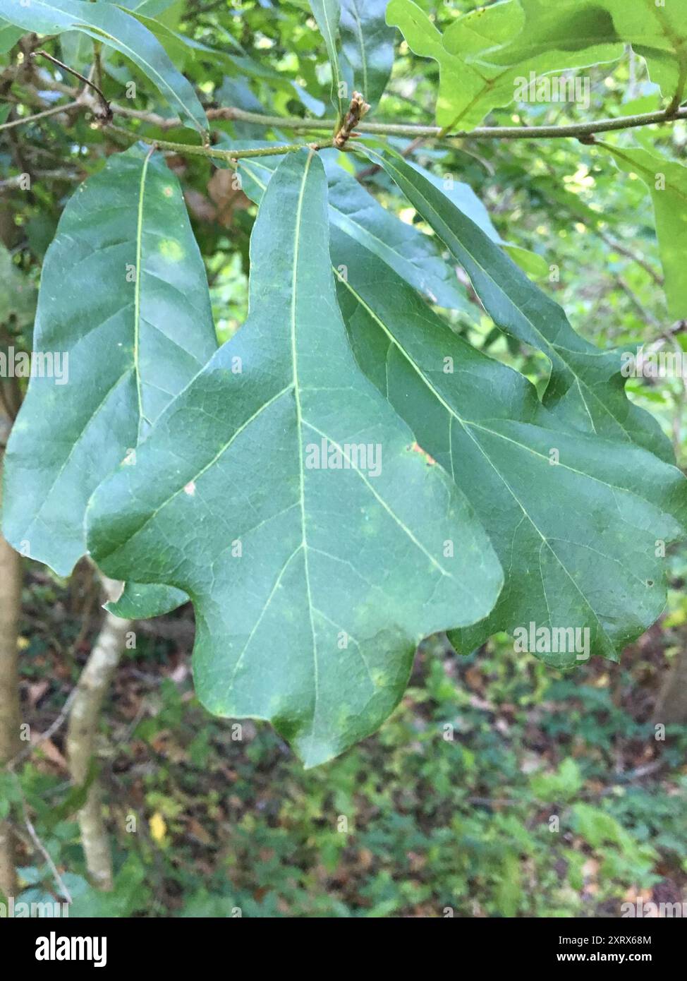 water oak (Quercus nigra) Plantae Stock Photo - Alamy