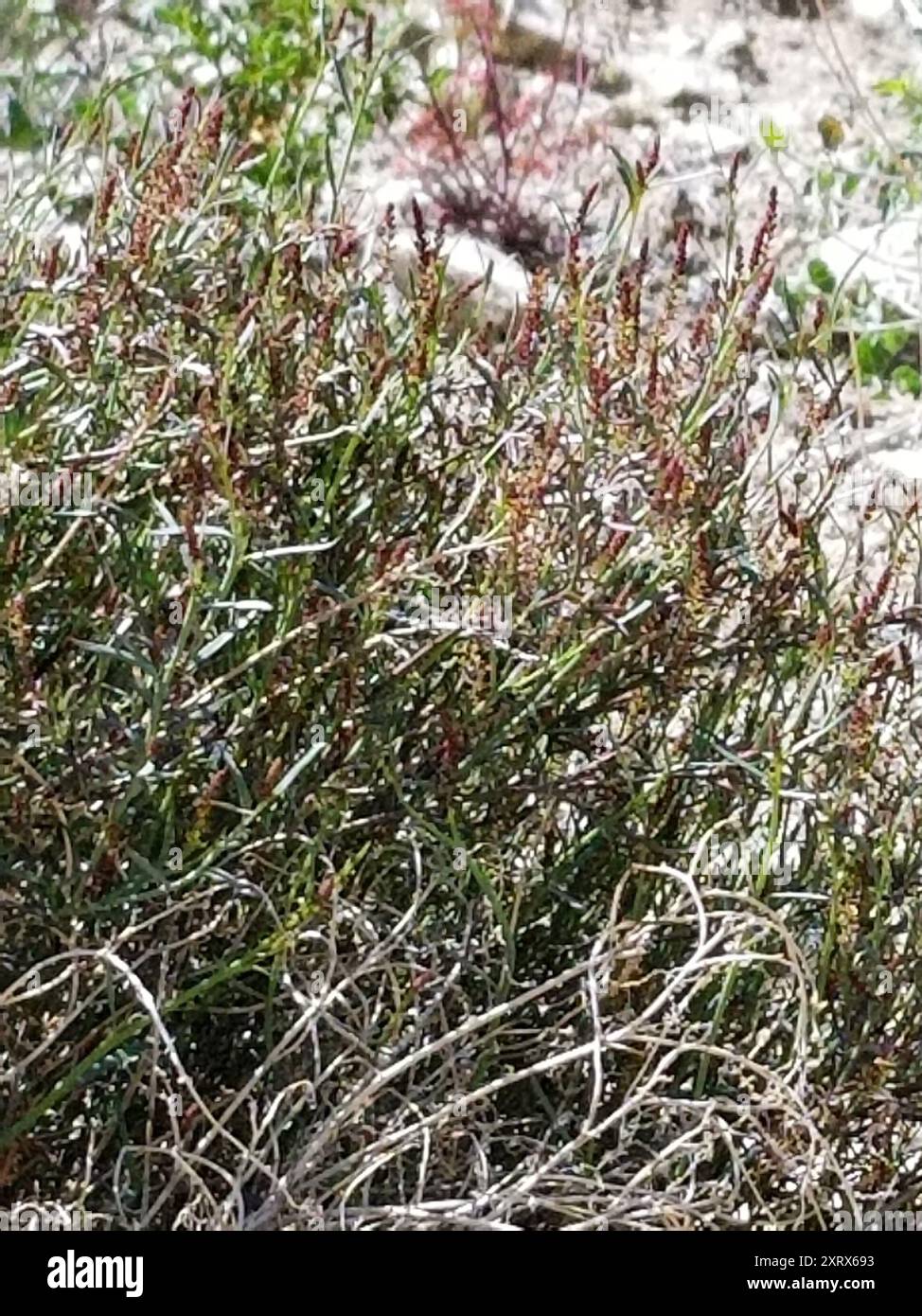 Narrow-leaved Stillingia (Stillingia linearifolia) Plantae Stock Photo ...