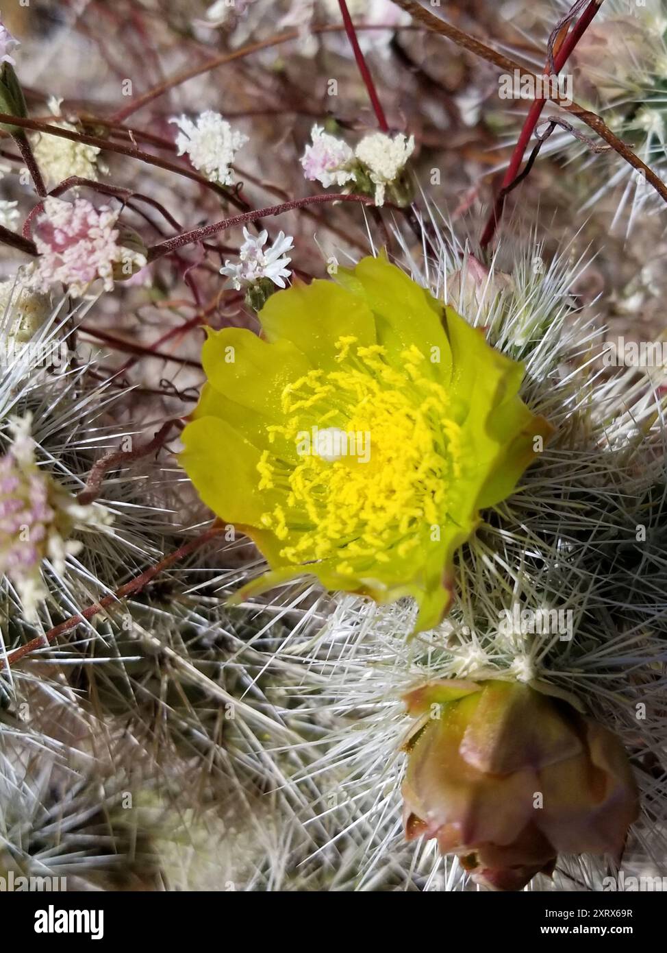 Silver Cholla (Cylindropuntia echinocarpa) Plantae Stock Photo - Alamy