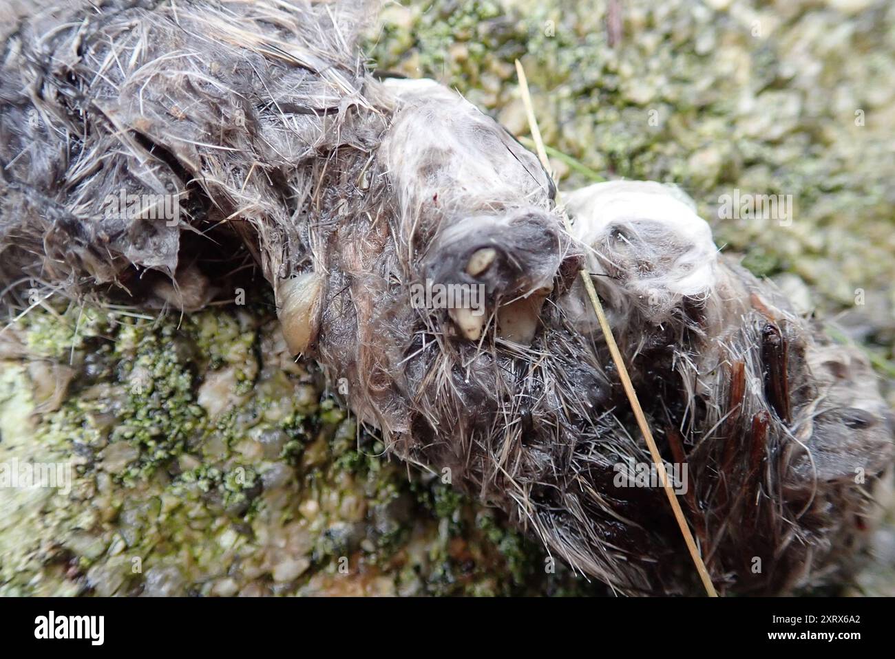 Mammals (Mammalia) Mammalia Stock Photo - Alamy