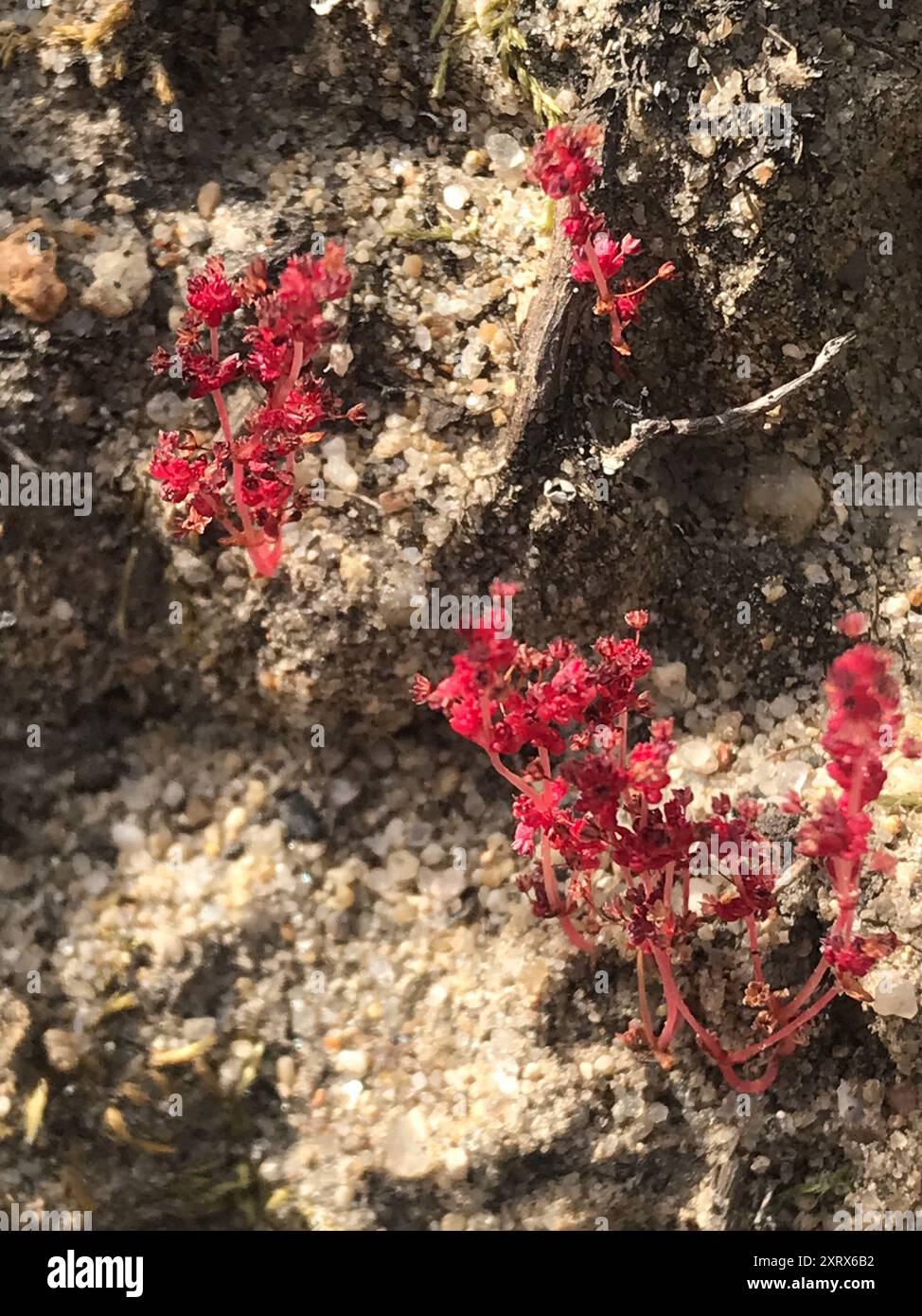sand pygmyweed (Crassula connata) Plantae Stock Photo - Alamy