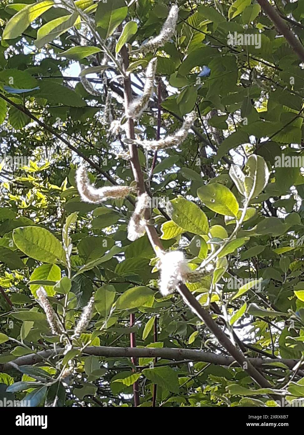 Sitka willow (Salix sitchensis) Plantae Stock Photo - Alamy