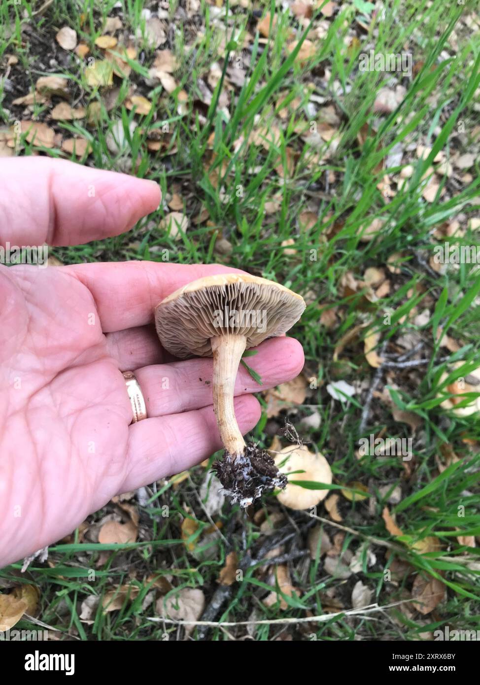 Mulch Fieldcap (Agrocybe putaminum) Fungi Stock Photo - Alamy