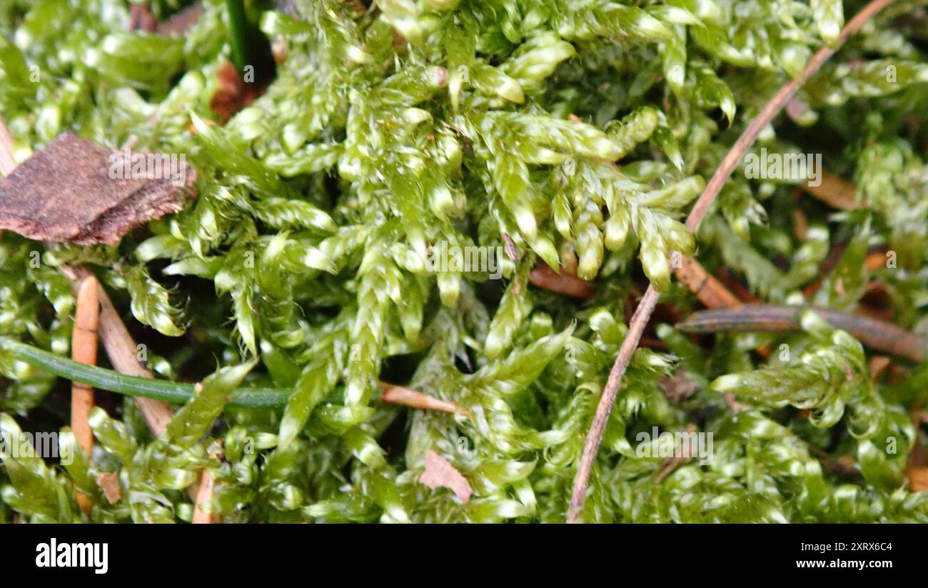 Mouse-tail Moss (Pseudisothecium myosuroides) Plantae Stock Photo - Alamy