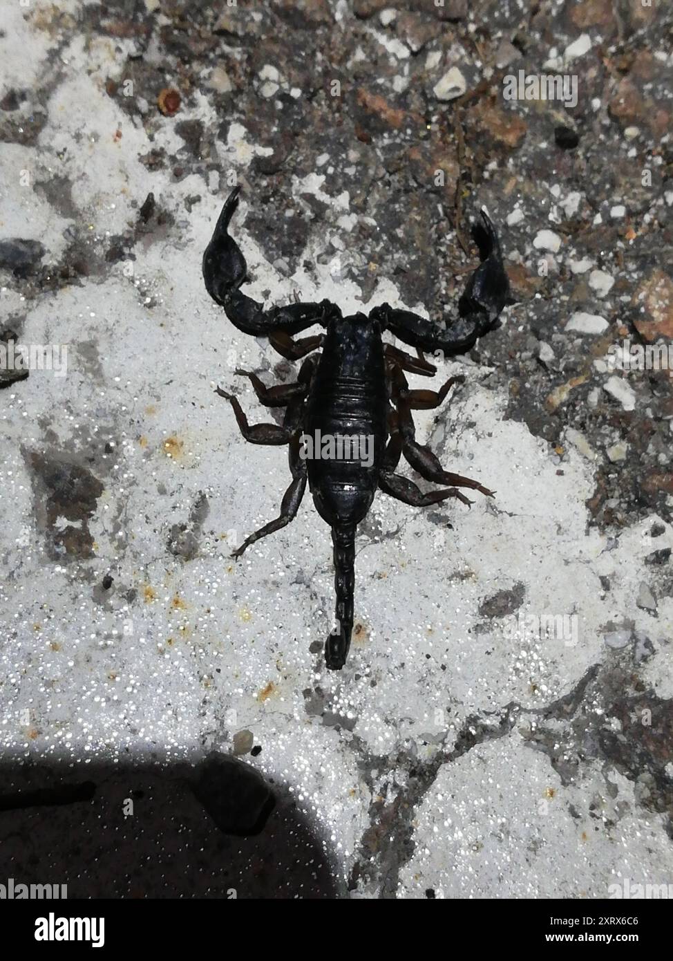 Small Wood-scorpions (Euscorpius) Arachnida Stock Photo - Alamy