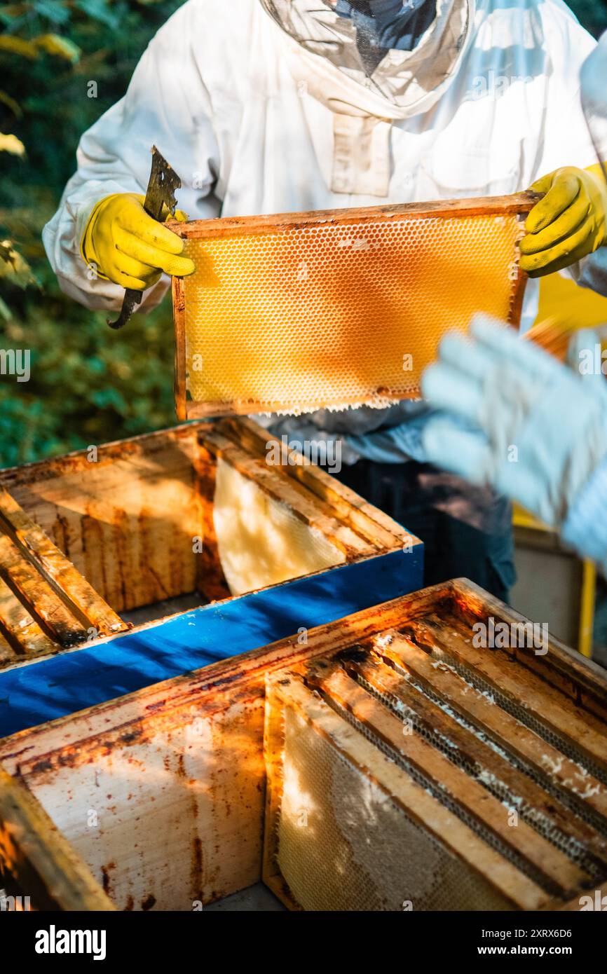 Protected Beekeeper with Hive Tool Checking the Hanging Wooden Beehive ...